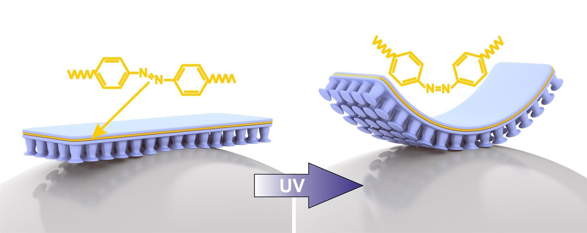 Gecko-inspired adhesive unsticks with a flash of light | Research ...