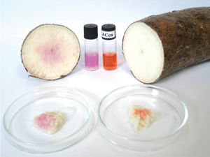 Cyanide test for cassava | Research | Chemistry World