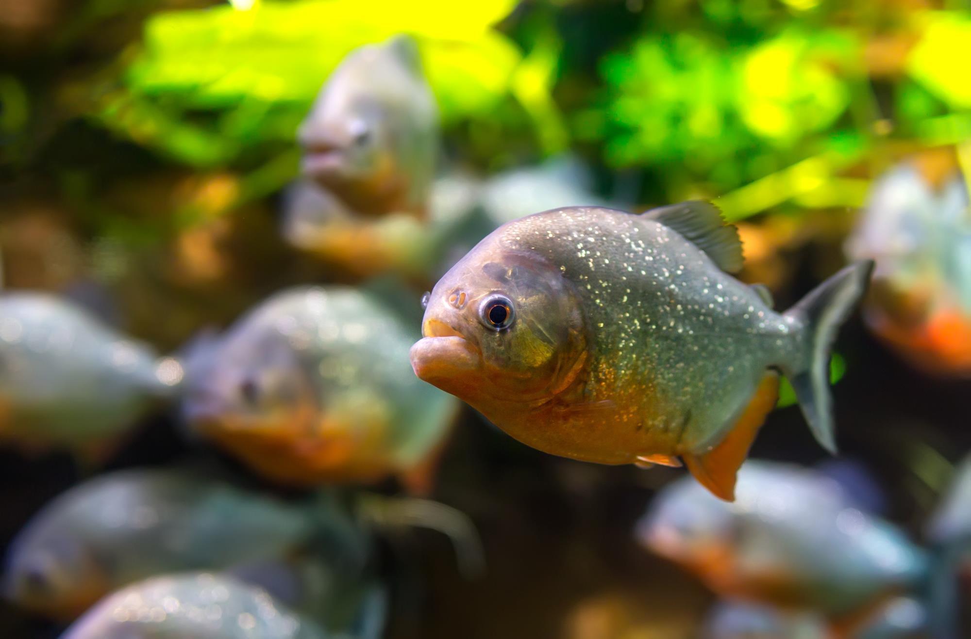 Piranha solution | Podcast | Chemistry World