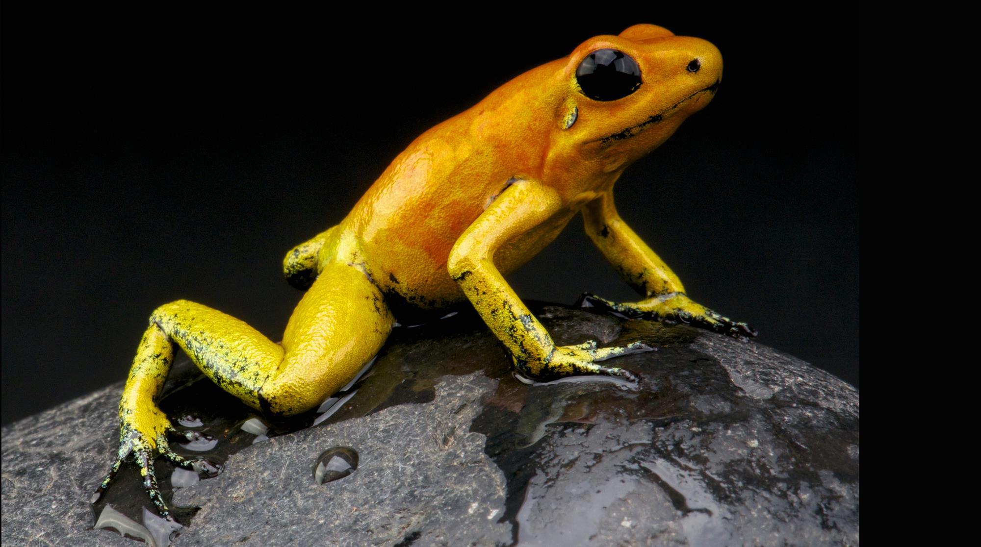 Poison dart frog toxin made in mirror image | Research | Chemistry World