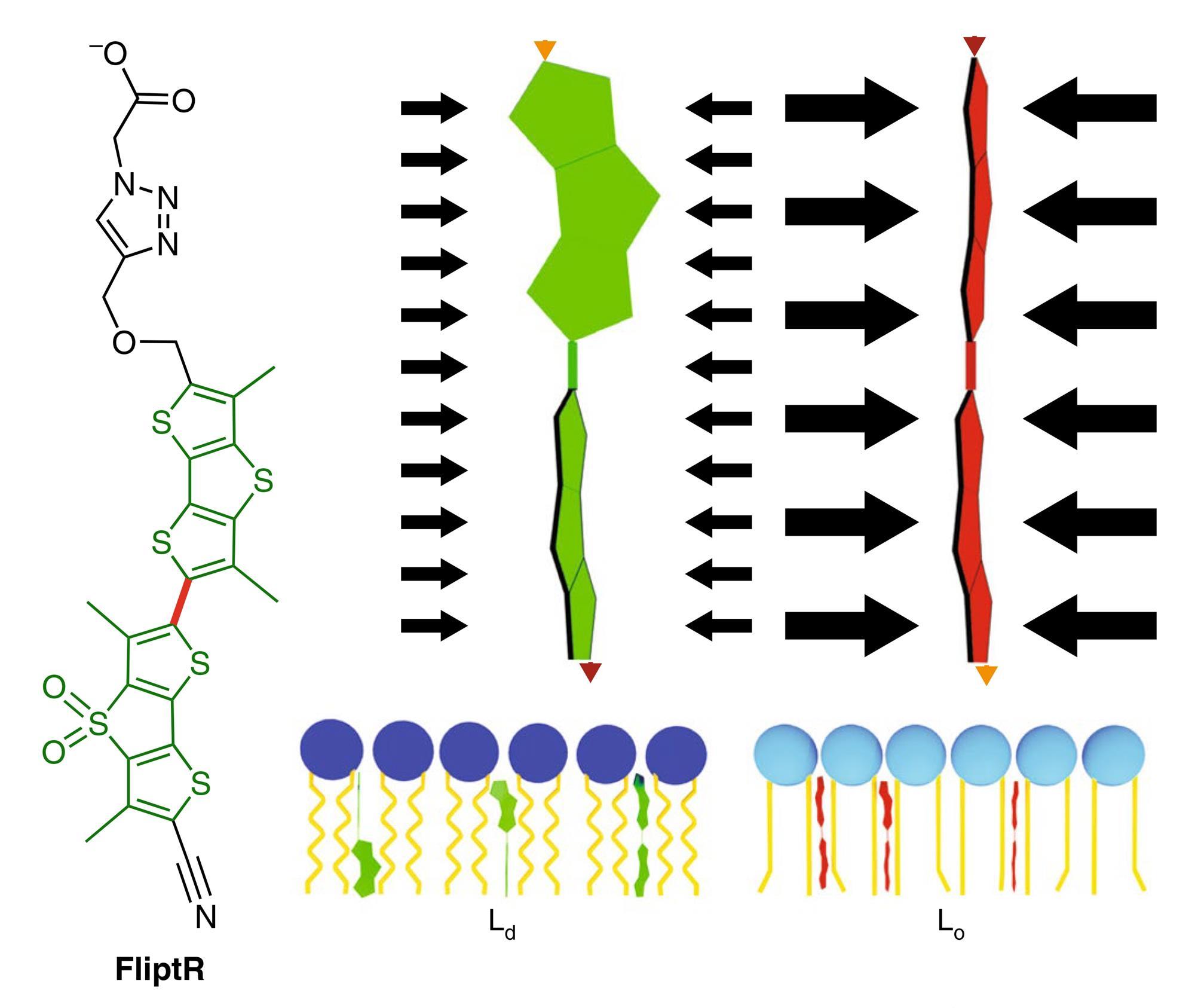 Twisting molecule probes cell membrane tension | Research | Chemistry World
