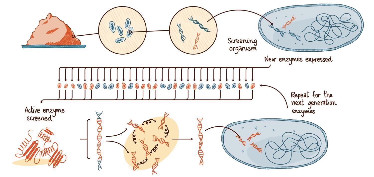 Enzymes for everyone | Feature | Chemistry World