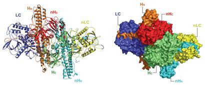 Botox 'bodyguard' gives protein protection | News | Chemistry World