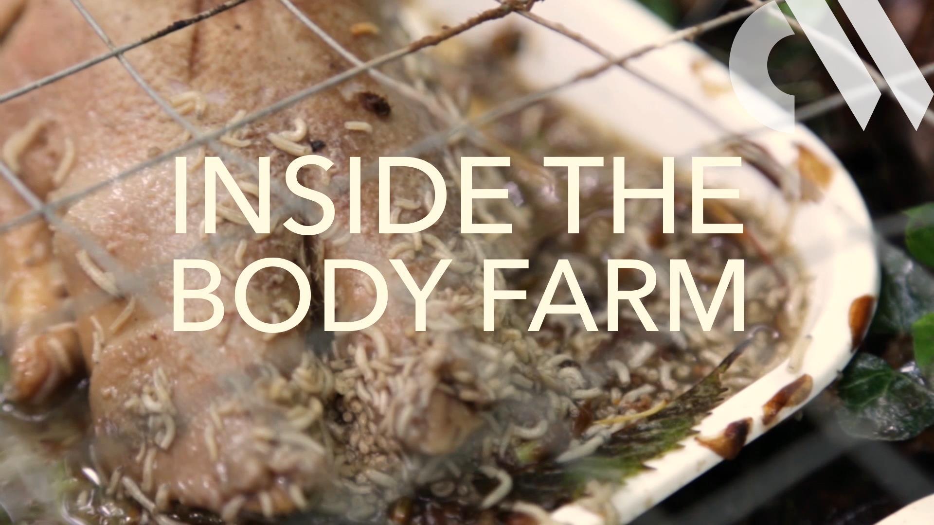 Down on the body farm | Opinion | Chemistry World