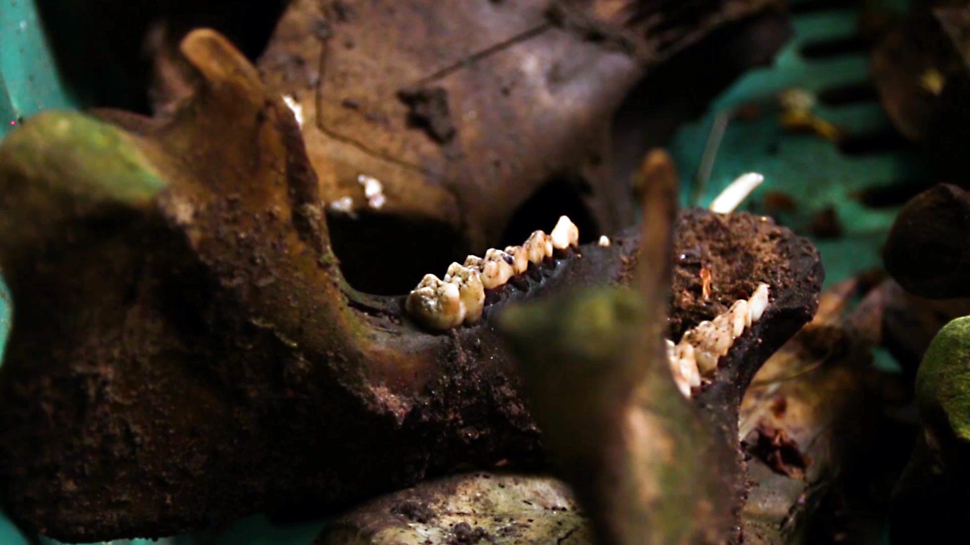 A day at the body farm | Careers | Chemistry World