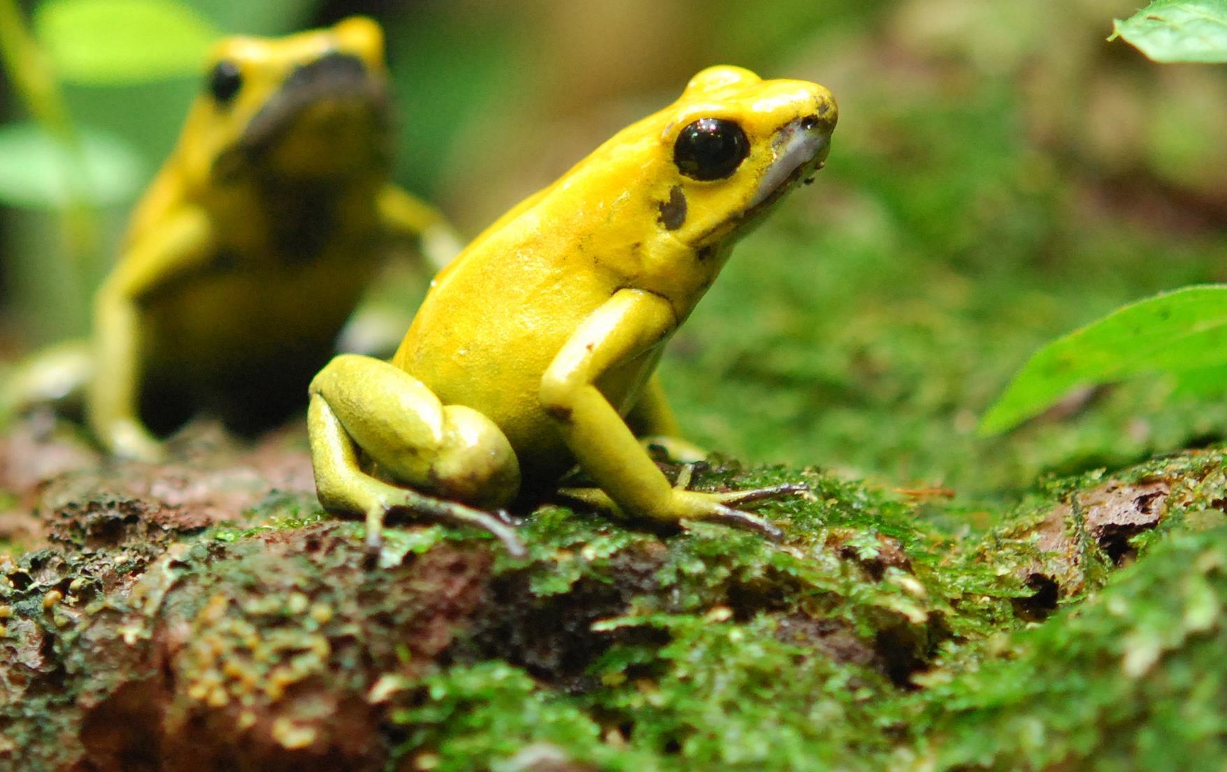 Single mutation keeps lethal frog from poisoning itself | Research ...