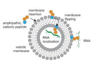 Peptide glue may have held first protocell components together ...