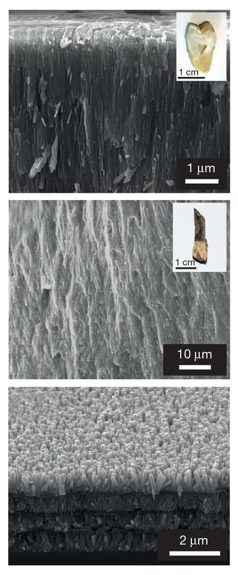 Material mimics natural enamel's structure | Research | Chemistry World